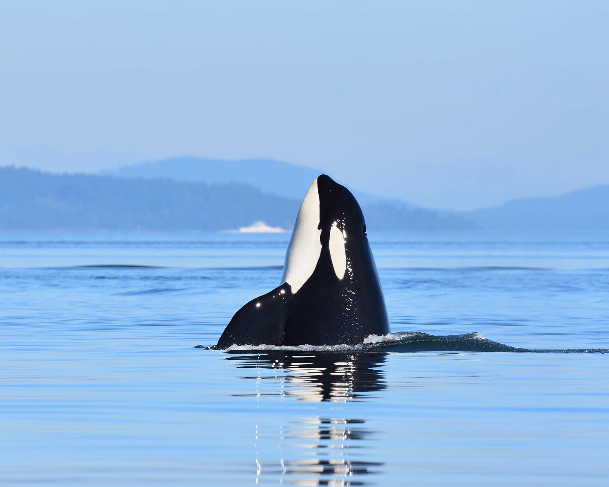 Southern Resident killer whales | Orca Behavior Institute